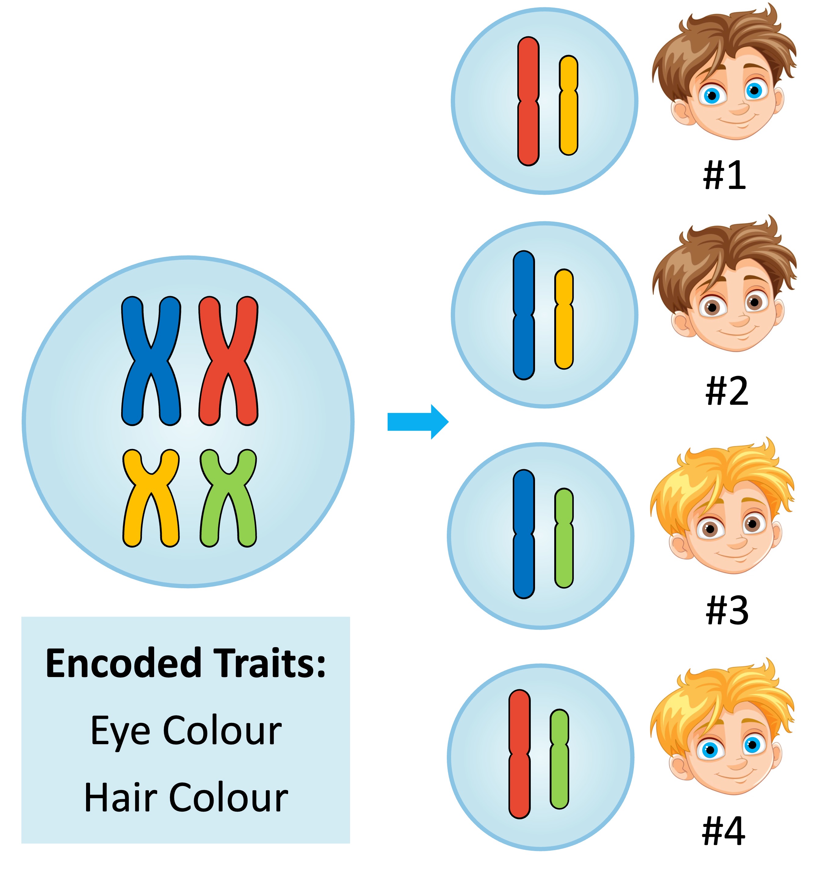 Gene Assortment 3268
